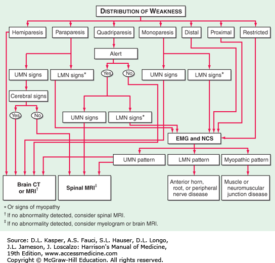 Weakness and Paralysis | Harrison's Manual of Medicine